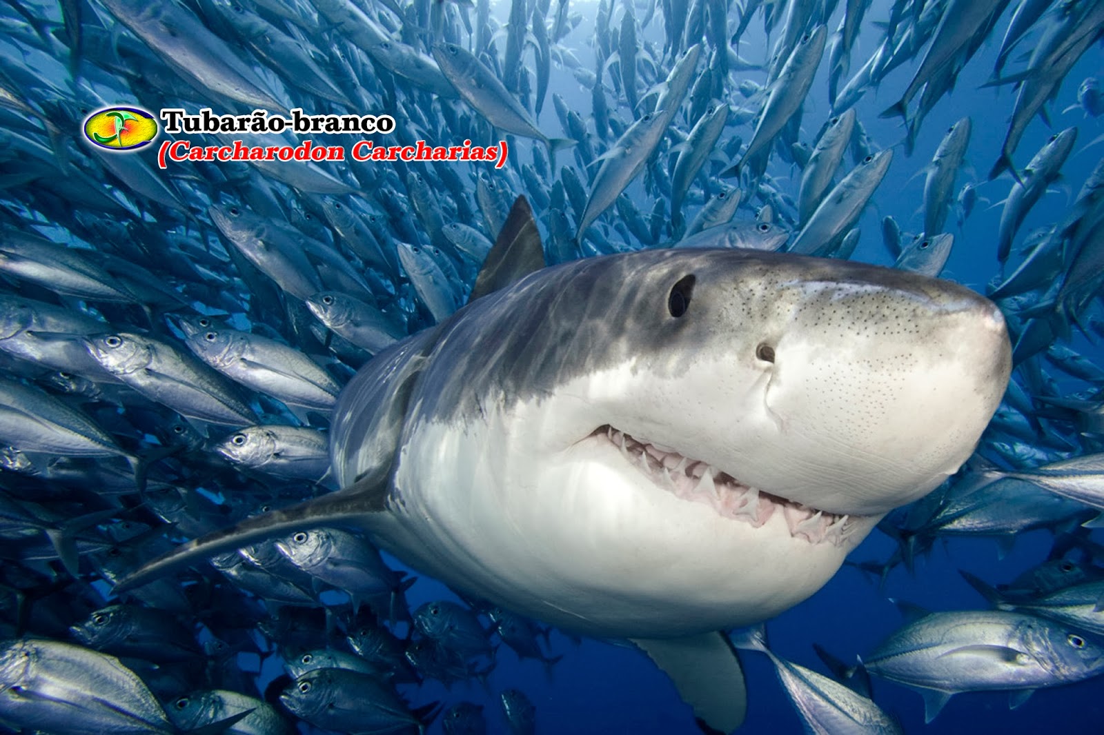 Zoologia: Tubarão-branco (Carcharodon carcharias)